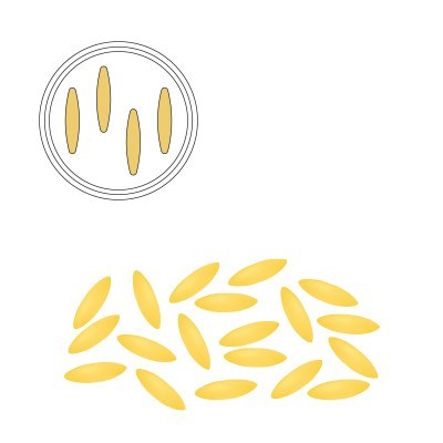 MONTONI TRAFILE | Pasta Dies | ItFoodOnline